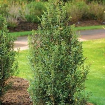 Ilex 'Centennial Dragon' Holly | Garden Center Marketing