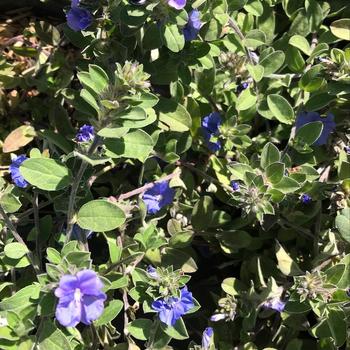 Evolvulus glomeratus 'Beach Bum Blue' Dwarf Morning Glory | Garden ...