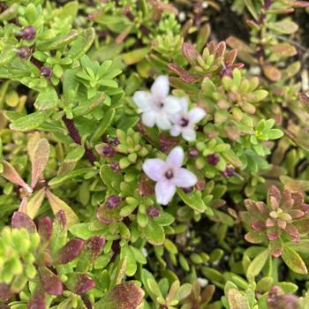 Myoporum parvifolium Creeping Myoporum from Garden Center Marketing