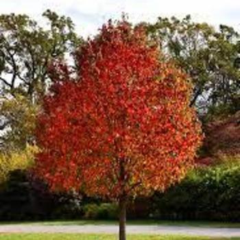 Nyssa sylvatica 'Firestarter®' JFS-red Tupelo | Garden Center Marketing