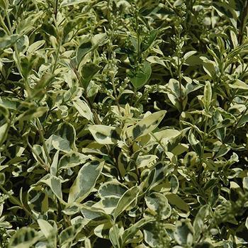 Ligustrum sinense 'Variegatum' Variegated Privet from Garden Center ...