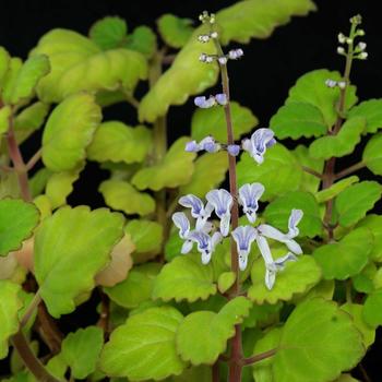 Plectranthus thyrsoideus Blue Coleus | Garden Center Marketing