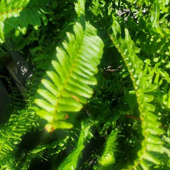 Nephrolepis exaltata 'Bostoniensis Compacta' Boston Fern from Garden ...