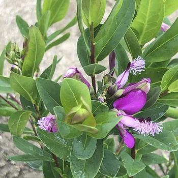 Polygala virgata 'Portola' Purple Broom from Garden Center Marketing