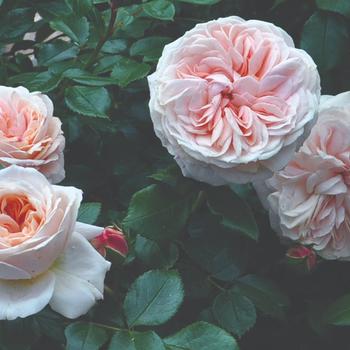 Rose Plants Unknown Ma Cherie Roses - Royal Dane - 1 Gallon Rose White ...