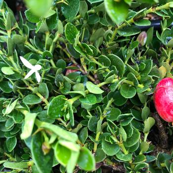 Carissa macrocarpa Natal plum from Garden Center Marketing