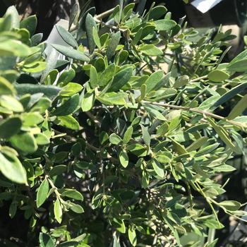 Olea europaea 'Universal' Olive | Garden Center Marketing