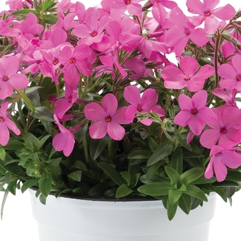 Phlox subulata 'Spring Hot Pink' Moss Phlox | Garden Center Marketing
