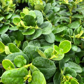 Carissa macrocarpa Natal plum | Garden Center Marketing