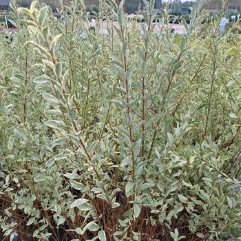 Ligustrum sinense Chinese Privet from Garden Center Marketing