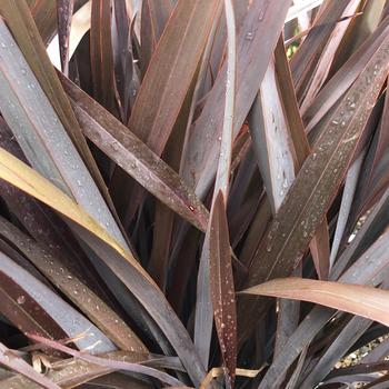 Phormium 'Carousel' New Zealand Flax | Garden Center Marketing