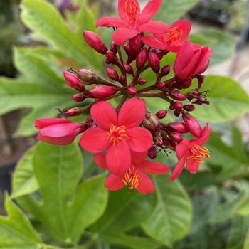 Jatropha integerrima 'Petite Pinkie™' Compacta Pink Spicy Jatropha ...