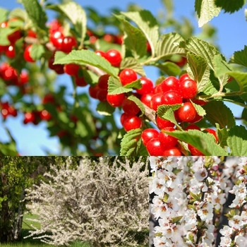 Prunus fruticosa x cerasus 'Romeo™' Dwarf Cherry Tree from Garden ...