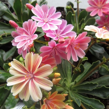 Lewisia cotyledon 'Rainbow Mix' Bitterroot | Garden Center Marketing