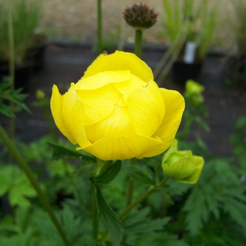 Trollius 'Multiple Varieties' Globeflower | Garden Center Marketing