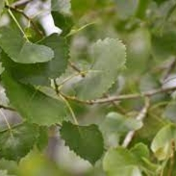 Populus tremuloides 'Dancing Flame®' KMN01 Trembling Aspen | Garden ...