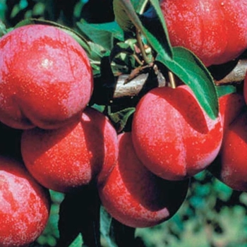Prunus domestica 'Brooks Gold' Brooks Gold Plum | Garden Center Marketing