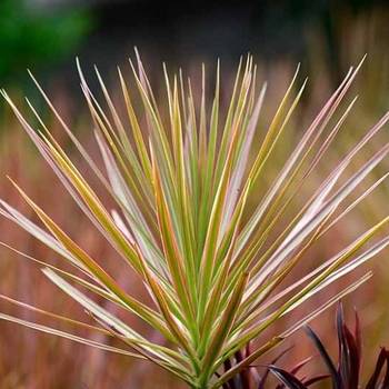 Dracaena marginata 'Ray of Sunshine' Dragon Tree | Garden Center Marketing