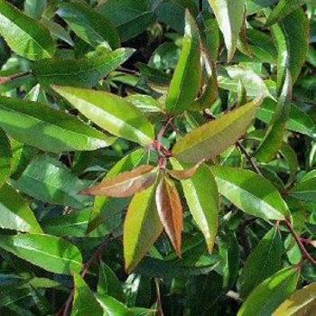 Xylosma congestum 'Compacta' Compact Shiny Xylosma | Garden Center ...