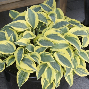 Hosta 'Wolverine' Hosta, Plantain Lily | Garden Center Marketing