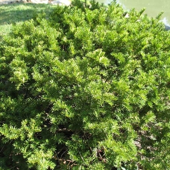 Taxus x media 'H.M. Eddie' Yew from Garden Center Marketing