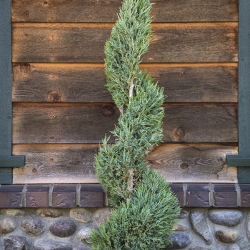 Juniperus virginiana 'Canaerti' Juniper | Garden Center Marketing