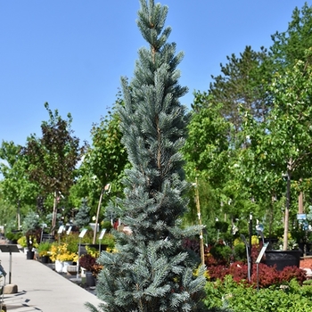 Picea abies 'Rubra Spicata' Red-tipped Norway spruce from Garden Center ...