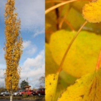 Populus tremuloides 'Dancing Flame®' KMN01 Trembling Aspen | Garden ...