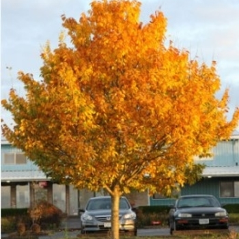 Zelkova serrata 'Zileration™' JFS KW4ZS . | Garden Center Marketing