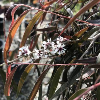 Agonis flexuosa 'After Dark' Peppermint Tree | Garden Center Marketing