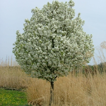 Pyrus 'Southern King' Pear | Garden Center Marketing