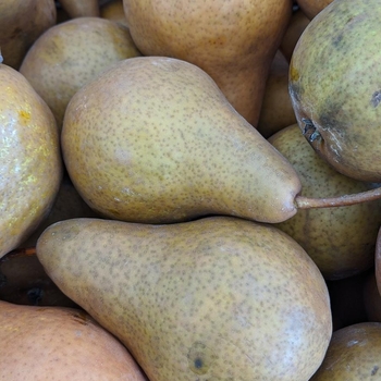 Pyrus 'Multiple Varieties' Pear | Garden Center Marketing