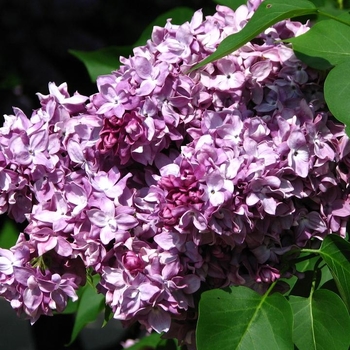 Syringa x oblata 'Betsy Ross' Lilac | Garden Center Marketing