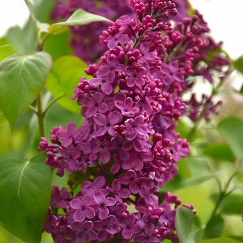 Syringa vulgaris 'Belle de Nancy' Lilac from Garden Center Marketing
