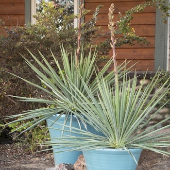 Yucca gloriosa 'Tri-Color' Yucca | Garden Center Marketing