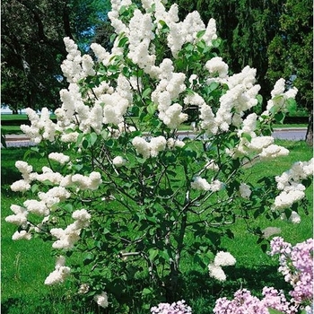 Syringa meyeri Flowerfesta® Anny2013-18 Dwarf Lilac | Garden Center ...