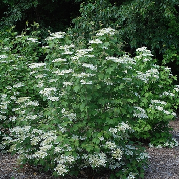 Viburnum trilobum 'Alfredo' American Cranberrybush Viburnum from Garden ...