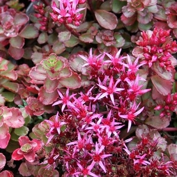 Sedum Assorted Stonecrop | Garden Center Marketing
