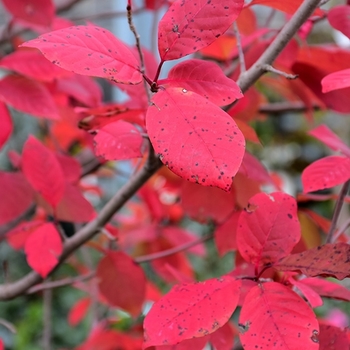 Nyssa sylvatica 'Green Gable™' Black Gum from Garden Center Marketing