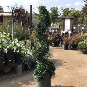 Ligustrum japonicum 'Nobilis' Noble Privet | Garden Center Marketing