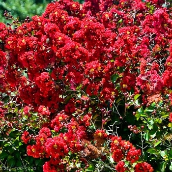 Lagerstroemia 'Red Rooster®' PIILAG-III Crapemyrtle from Garden Center ...