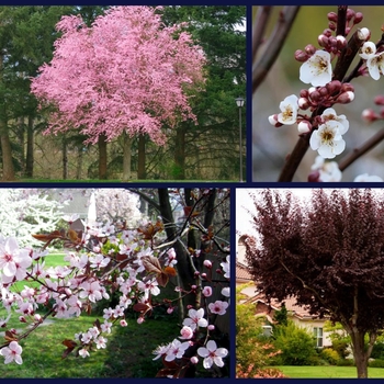 Prunus persica 'Desert Gold' Peach | Garden Center Marketing