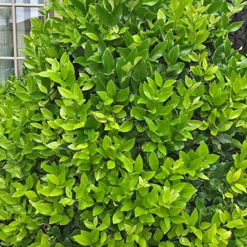 Ligustrum 'Suwannee River' Privet | Garden Center Marketing
