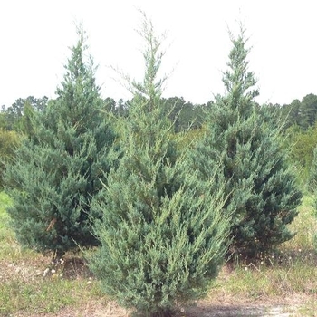 Juniperus virginiana 'Canaerti' Juniper | Garden Center Marketing