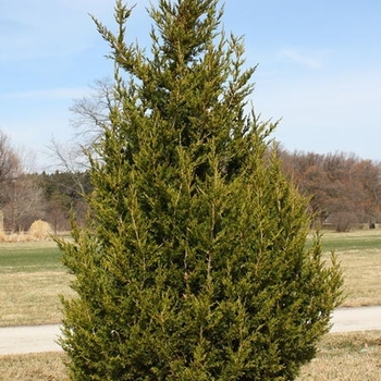 Juniperus chinensis 'Angelica Blue' Juniper | Garden Center Marketing