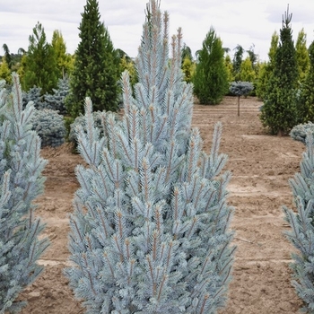 Picea omorika 'Pendula Bruns' Weeping Serbian Spruce | Garden Center ...