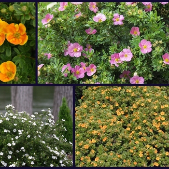 Potentilla fruticosa 'Red Ace' Bush Cinqufoil | Garden Center Marketing