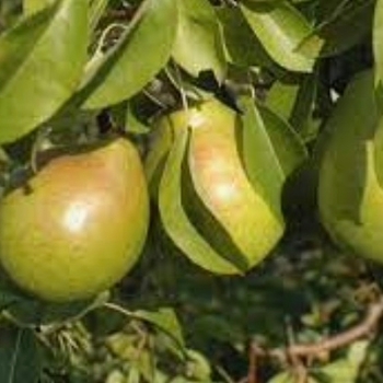 Pyrus pyrifolia 'Shinko' Oriental Pear | Garden Center Marketing