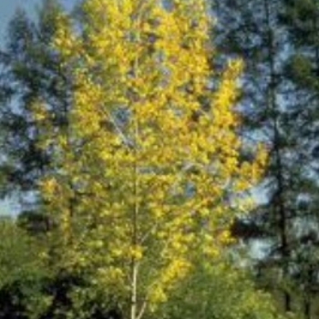 Populus nigra 'Thevestina' Poplar Theves from Garden Center Marketing