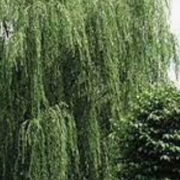 Salix arenaria 'Blue Creek' Willow | Garden Center Marketing